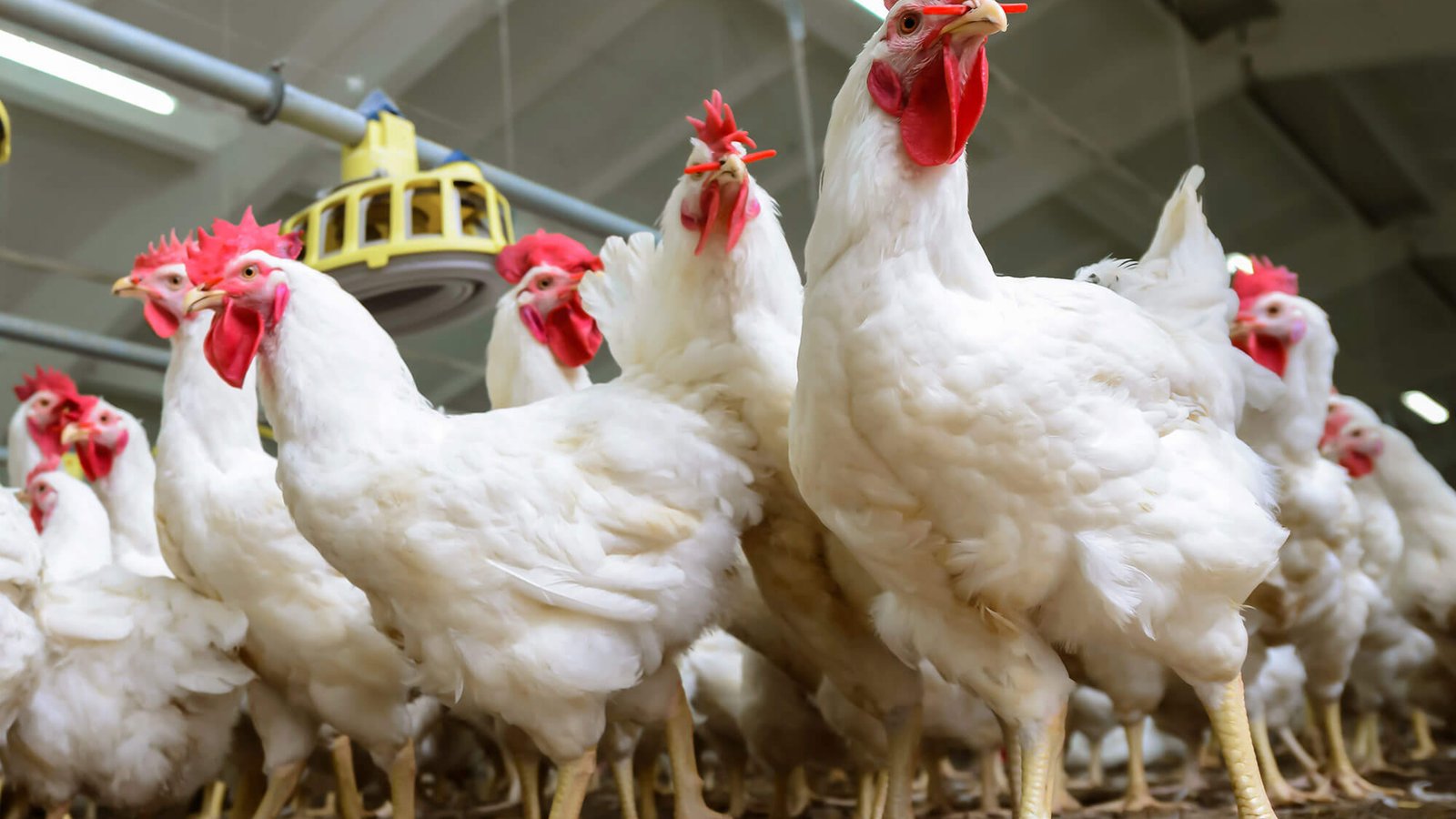 Starting Your Poultry Farming Journey: Essential Tips for Beginners – J ...