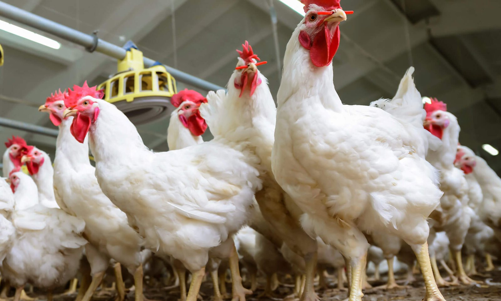 J. K. Foods Pvt. Ltd.