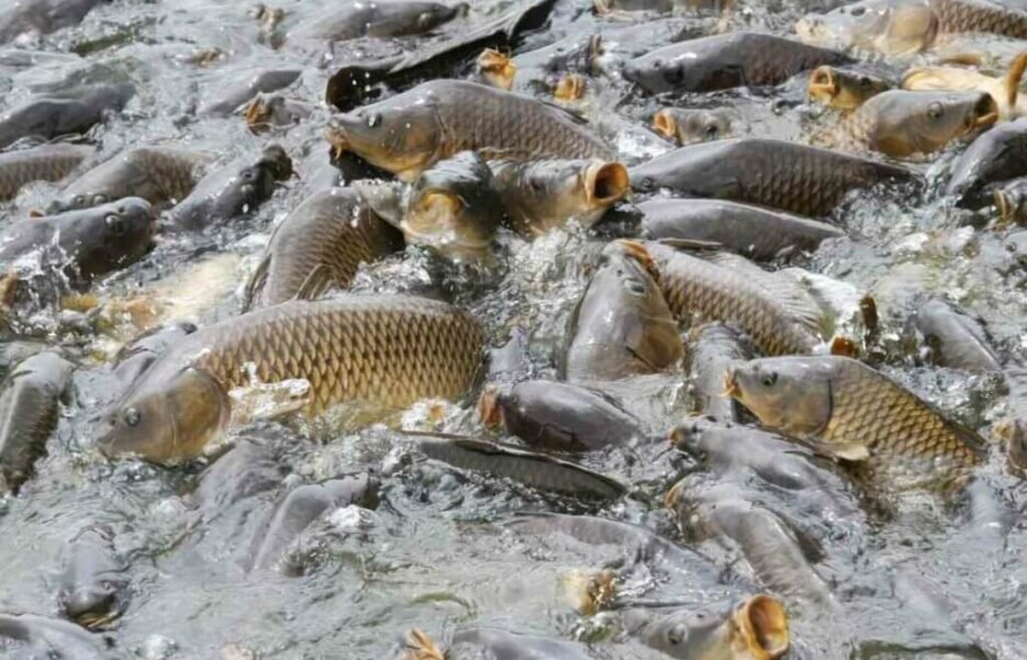 J. K. Foods Pvt. Ltd.