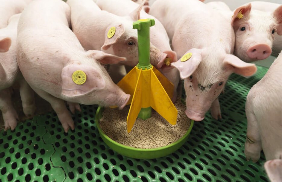 J. K. Foods Pvt. Ltd.